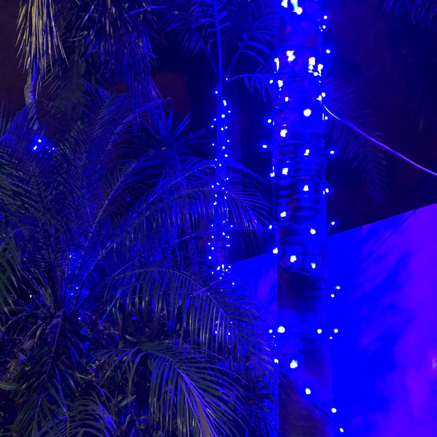 String Lights | Festive Lighting | Christmas Complete